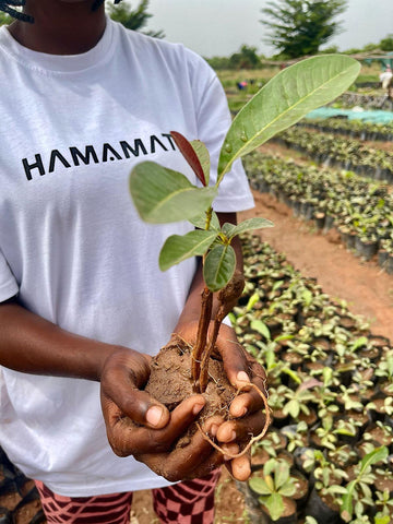 Shop Shea Butter Products & More | Hamamat African Village